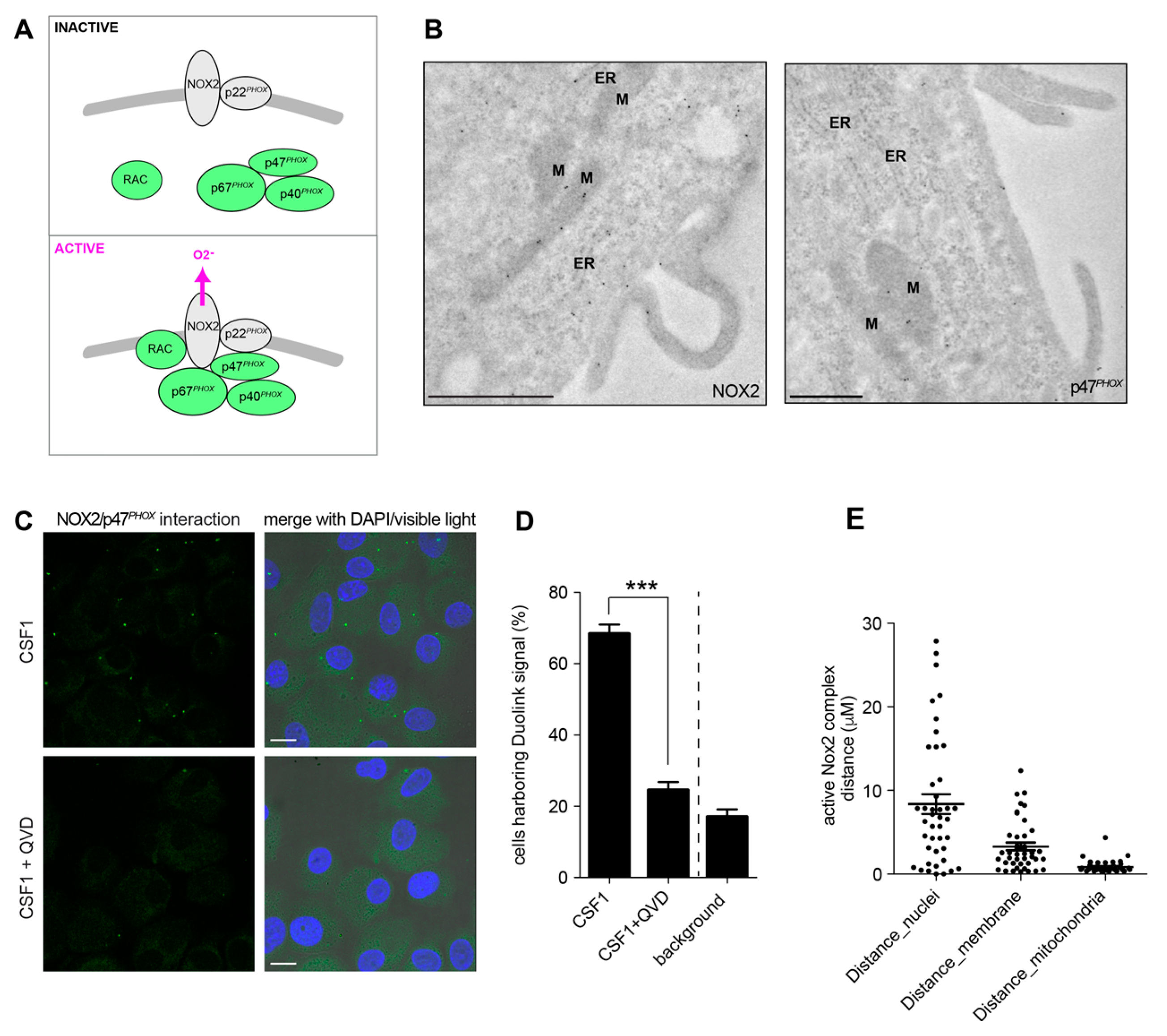 Ijms Free Full Text Caspase Inhibition Modulates Monocyte Derived