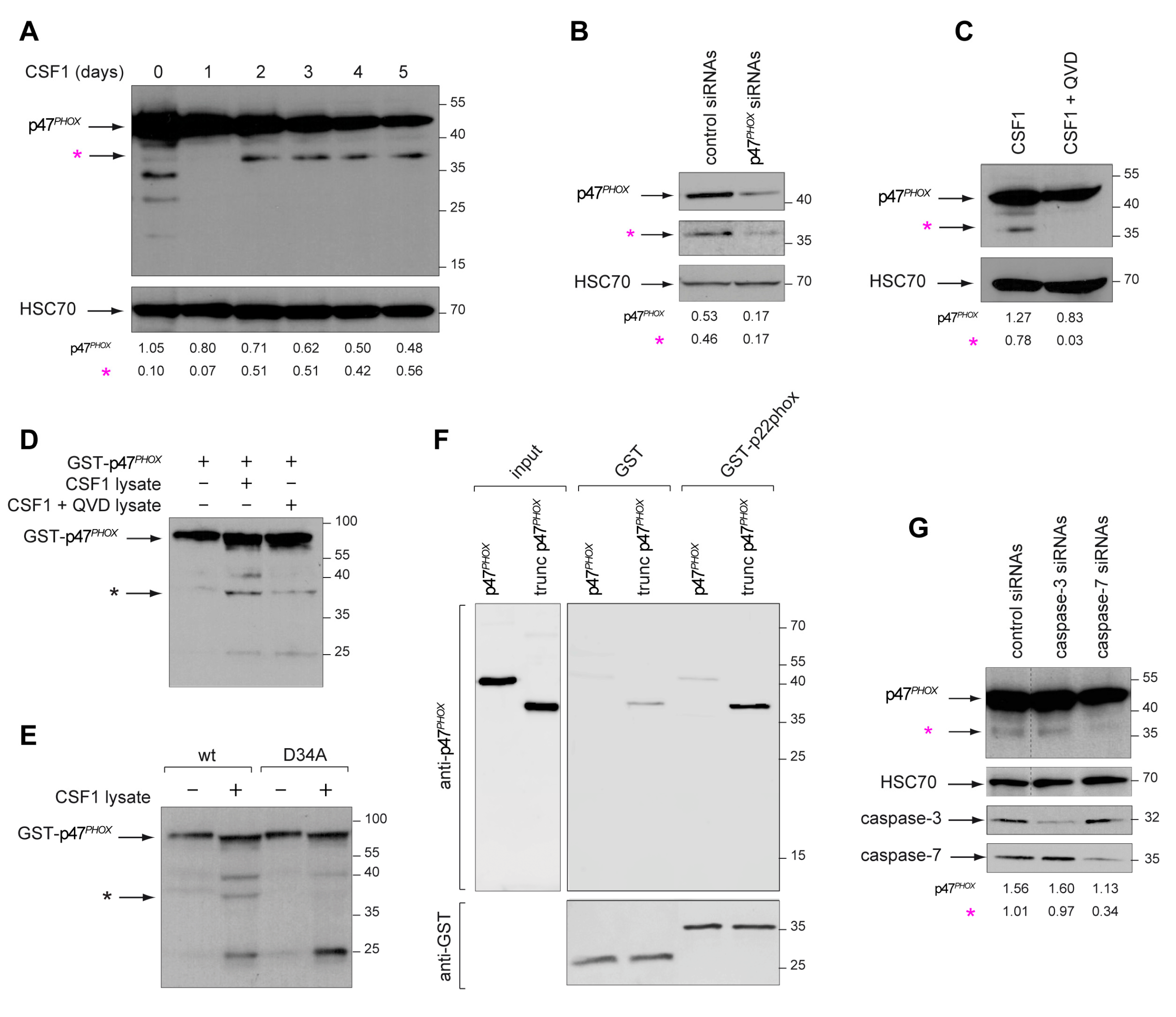 Ijms Free Full Text Caspase Inhibition Modulates Monocyte Derived