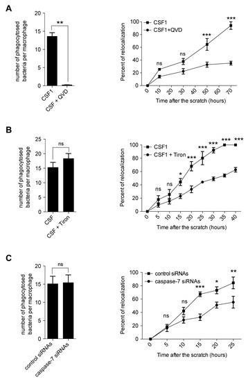Ijms Free Full Text Caspase Inhibition Modulates Monocyte Derived