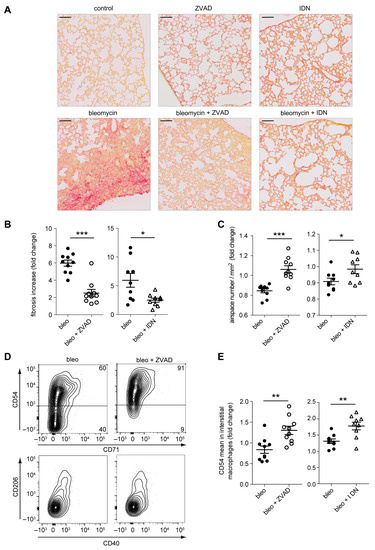 Ijms Free Full Text Caspase Inhibition Modulates Monocyte Derived