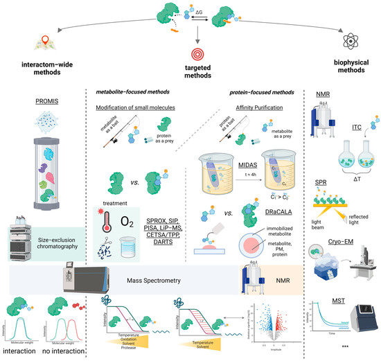 IJMS | Free Full-Text | The Knowns and Unknowns in Protein–Metabolite ...