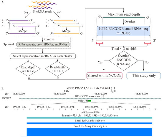 Evidence for Existence of Multiple Functional Human Small RNAs Derived ...
