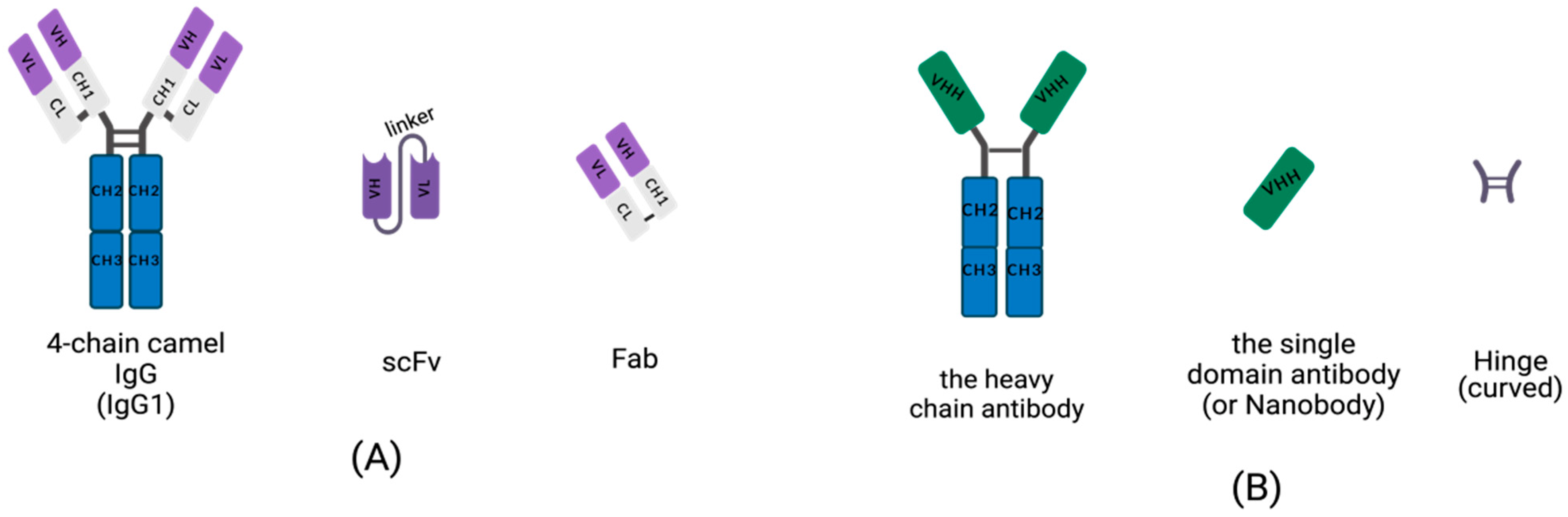 Ijms Free Full Text Application Progress Of The Single Domain Antibody In Medicine