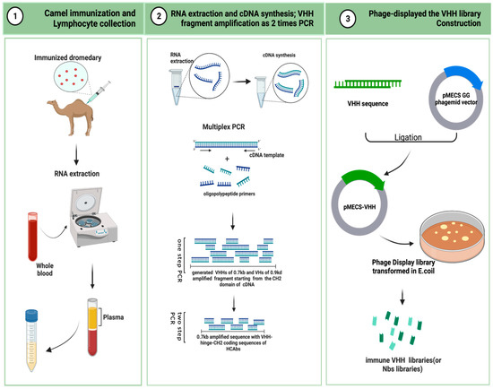 Application Progress of the Single Domain Antibody in Medicine