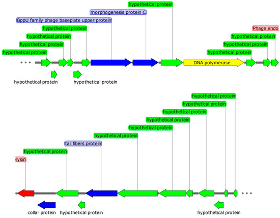 Characterization and Genomic Analysis of a Novel Lytic Phage DCp1 ...