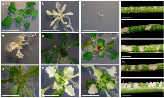 Arabidopsis Thaliana
