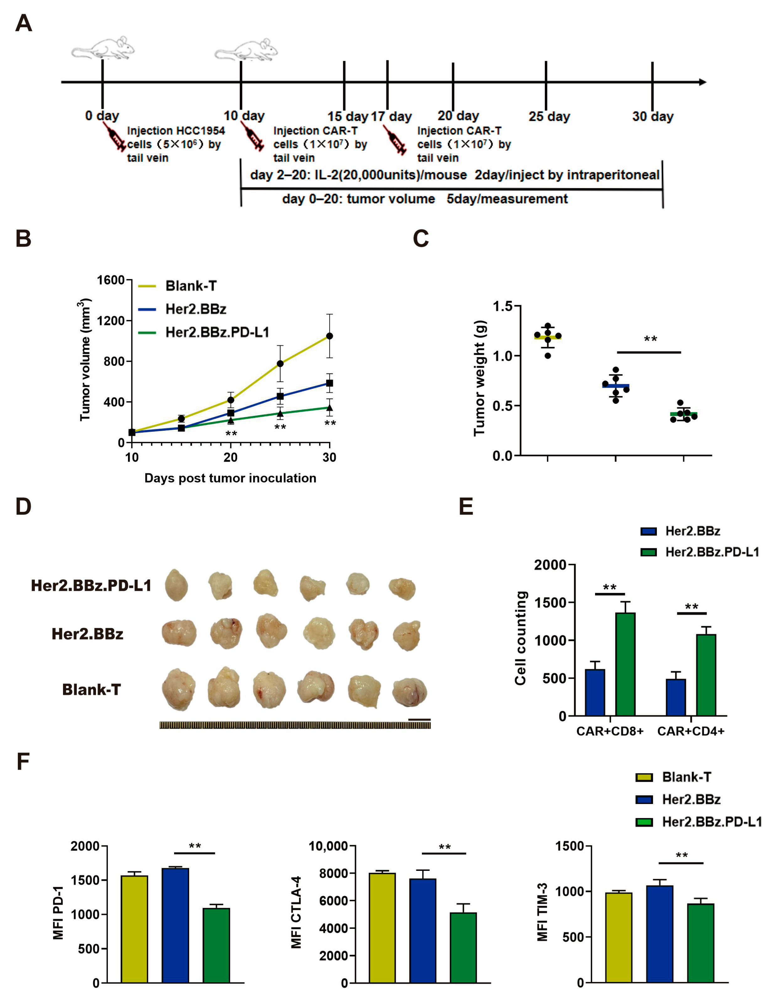 4-1BB-Based CAR T Cells Effectively Reverse Exhaustion and Enhance the ...