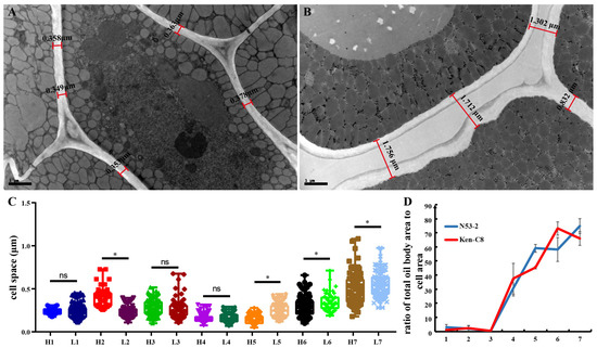 Characterization of Oil Body and Starch Granule Dynamics in Developing Seeds of Brassica napus