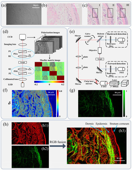 A Dual-Modality Imaging Method Based on Polarimetry and Second Harmonic ...