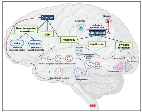 IJMS | Free Full-Text | MeCP2 Is an Epigenetic Factor That Links DNA ...
