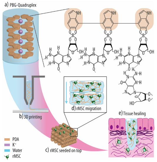Polydopamine Incorporation Enhances Cell Differentiation and ...