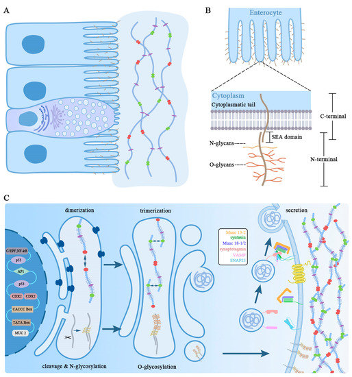 View from the Biological Property: Insight into the Functional ...