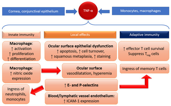 Polymorphisms in Lymphotoxin-Alpha as the “Missing Link” in ...
