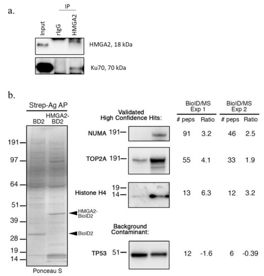 IJMS | Free Full-Text | Nuclear High Mobility Group A2 (HMGA2 ...