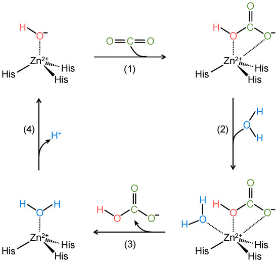 Potential Novel Role of Membrane-Associated Carbonic Anhydrases in the Kidney