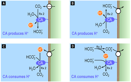 Potential Novel Role of Membrane-Associated Carbonic Anhydrases in the ...