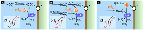 Potential Novel Role of Membrane-Associated Carbonic Anhydrases in the ...