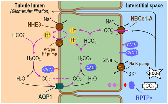 Potential Novel Role of Membrane-Associated Carbonic Anhydrases in the Kidney