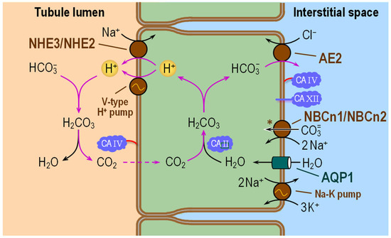 Potential Novel Role of Membrane-Associated Carbonic Anhydrases in the Kidney