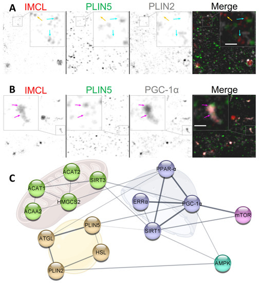 Effects of Long-Term Physical Activity and BCAA Availability on the Subcellular Associations ...