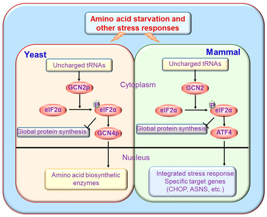Multiple Roles of the Stress Sensor GCN2 in Immune Cells