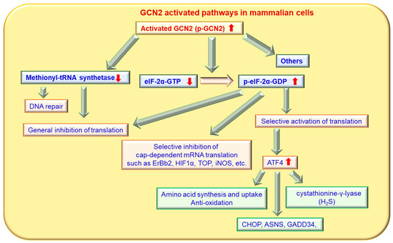 Multiple Roles of the Stress Sensor GCN2 in Immune Cells