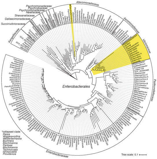 Bipartite Genomes in Enterobacterales: Independent Origins of Chromids ...