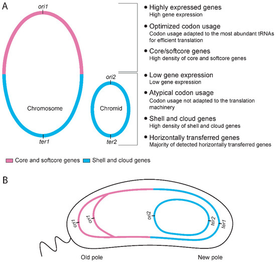 Bipartite Genomes in Enterobacterales: Independent Origins of Chromids ...