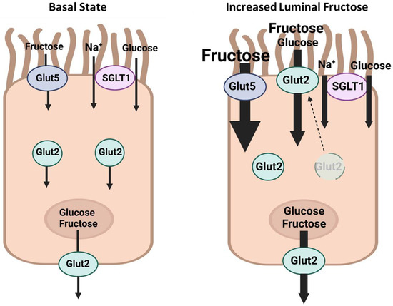 Pathogenesis of Hypertension in Metabolic Syndrome: The Role of ...