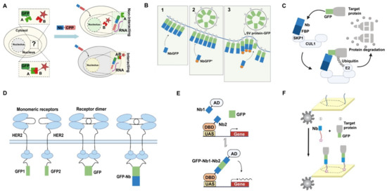 Research Progresses and Applications of Fluorescent Protein Antibodies ...