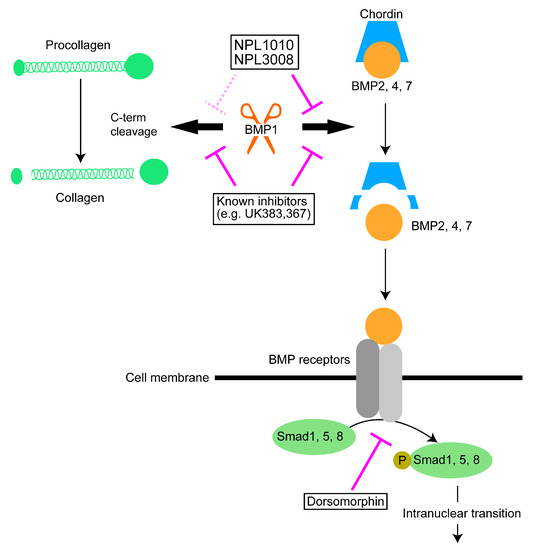 Small-Molecule-Mediated Suppression of BMP Signaling by Selective ...