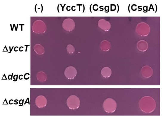 CsgI (YccT) Is a Novel Inhibitor of Curli Fimbriae Formation in ...
