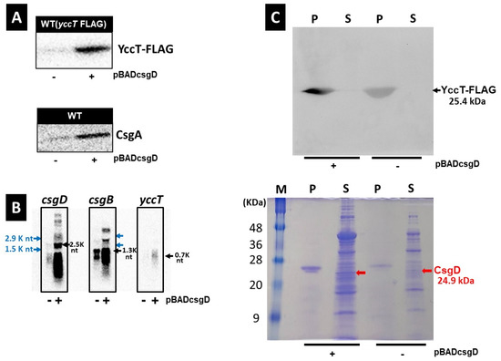 CsgI (YccT) Is a Novel Inhibitor of Curli Fimbriae Formation in ...