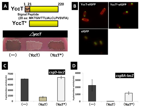 CsgI (YccT) Is a Novel Inhibitor of Curli Fimbriae Formation in ...