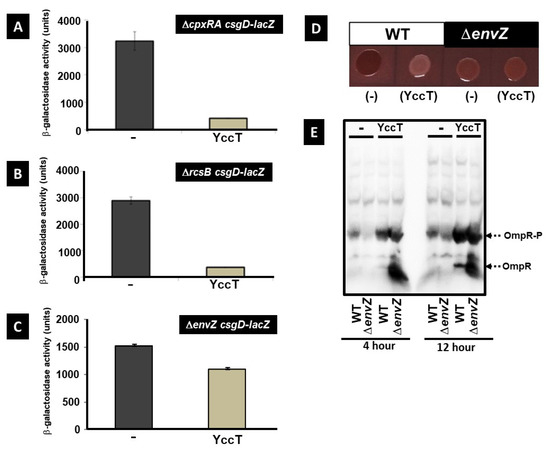 CsgI (YccT) Is a Novel Inhibitor of Curli Fimbriae Formation in ...