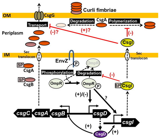 CsgI (YccT) Is a Novel Inhibitor of Curli Fimbriae Formation in ...
