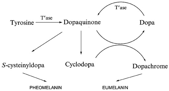 Recent Advances and Progress on Melanin: From Source to Application