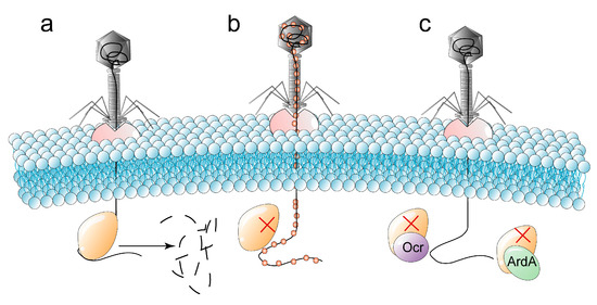 Unveil the Secret of the Bacteria and Phage Arms Race
