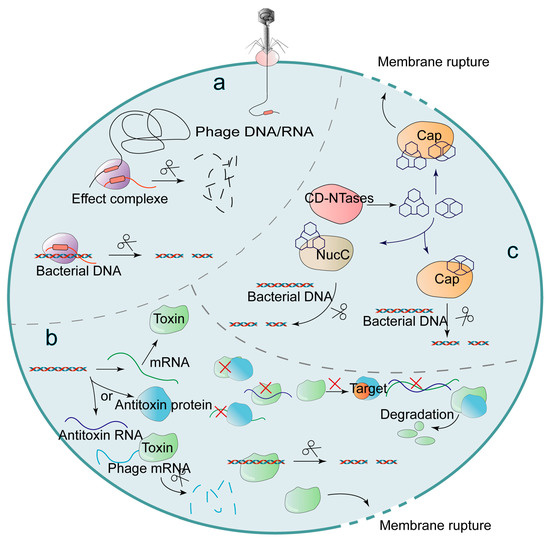 Unveil the Secret of the Bacteria and Phage Arms Race