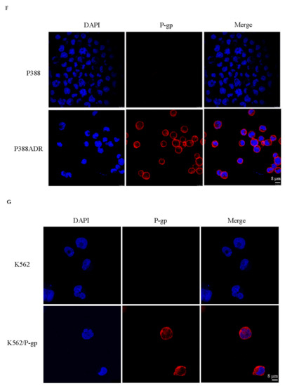 In Vivo Reversal of P-Glycoprotein-Mediated Drug Resistance in a Breast ...