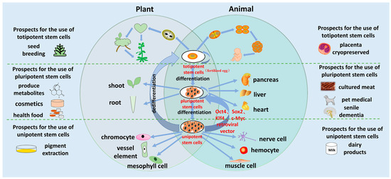 Comparisons between Plant and Animal Stem Cells Regarding Regeneration ...