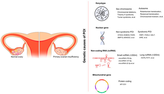 Selected Genetic Factors Associated with Primary Ovarian Insufficiency