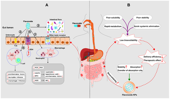 Biodegradable Polymeric Nanoparticles Loaded with Flavonoids: A ...