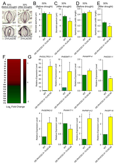 PtrVCS2 Regulates Drought Resistance by Changing Vessel Morphology and ...