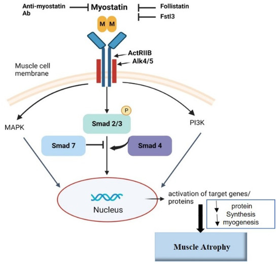 Myostatin Overexpression and Smad Pathway in Detrusor Derived from ...