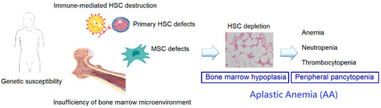 Ijms Free Full Text Mesenchymal Stem Cells In Acquired Aplastic Anemia The Spectrum From