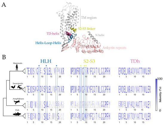 Intracellular Helix-Loop-Helix Domain Modulates Inactivation Kinetics ...
