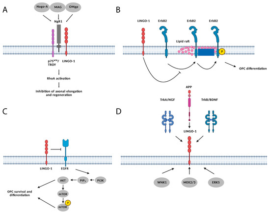 Nogo-A and LINGO-1: Two Important Targets for Remyelination and ...