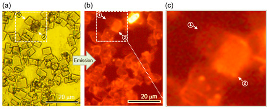 Role of Sterically Bulky Azobenzenes in the Molecular Assembly of ...