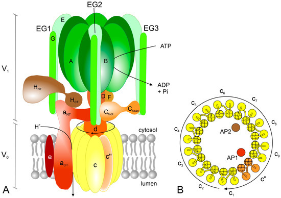 Structural and Functional Diversity of Two ATP-Driven Plant Proton Pumps